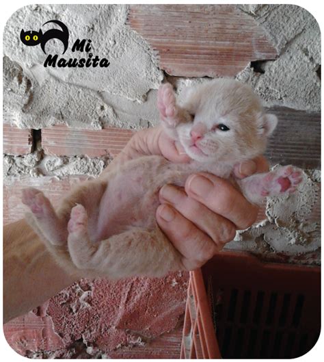 Mi Mausita Gatos ¿cuándo Abren Los Ojos Los Gatitos