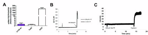 Characterization Of The P2x7r In The U138 Wt Glioma Cell Line A