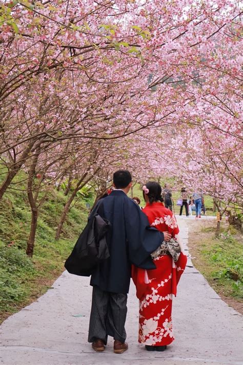 台灣櫻花🌸開囉～穿和服賞花 旅遊板 Dcard