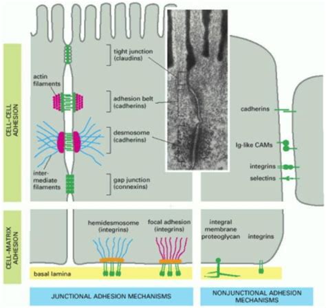 Cell Junctions Flashcards Quizlet