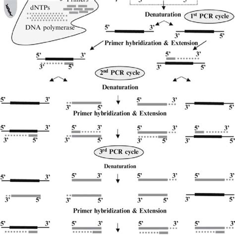 3 Diagram Showing Three Consecutive Cycles Of Dna Amplification By Pcr Download Scientific