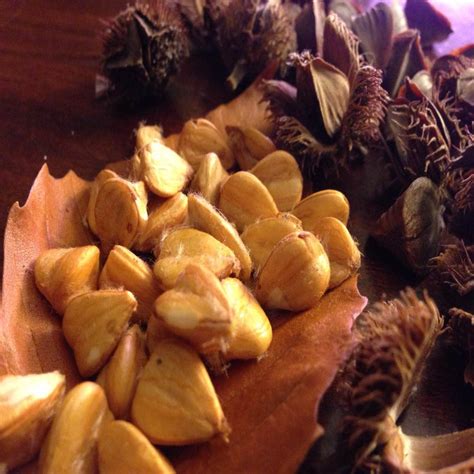 Beech Tree Nuts Species Butter N Thyme