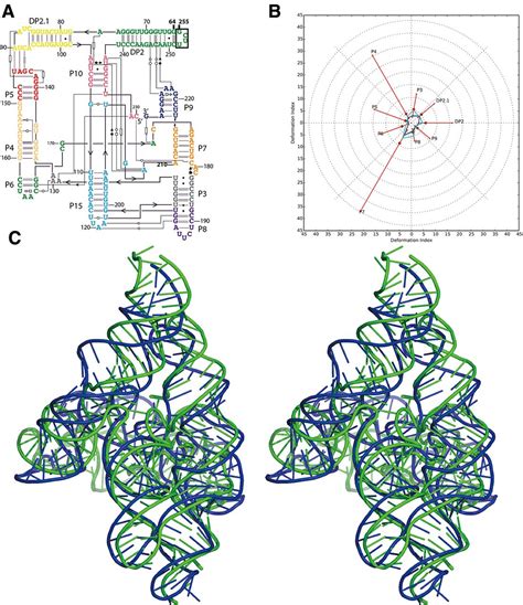 RNA Puzzles Round II Assessment Of RNA Structure Prediction Programs Applied To Three Large RNA