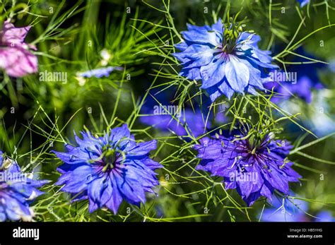 Love Is A Mist Flower At Julia Belcher Blog