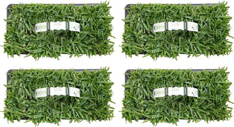 Bermuda Grass Plug Tray Ez Plug 50 Grass Plugs Per Tray