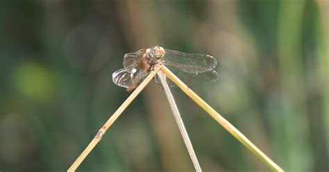 Smiling Dragonfly Imgur