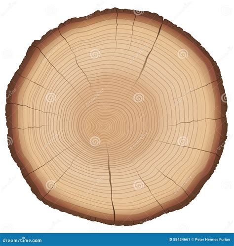 Annual Rings Tree Trunk Cross Section Stock Vector Illustration Of