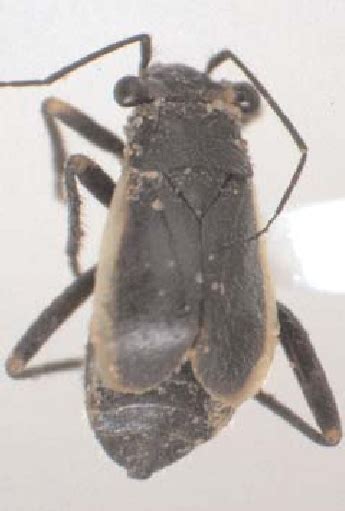 Adult Female Black Grass Bug Photo By Eric J Dotseth Download