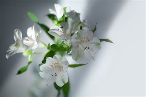 흰색 Alstroemeria 꽃 태양 빛과 그림자 근접 촬영 부드러운 백합 꽃 배열 낭만적 인 디자인 로맨틱 한 장식 복사 공간