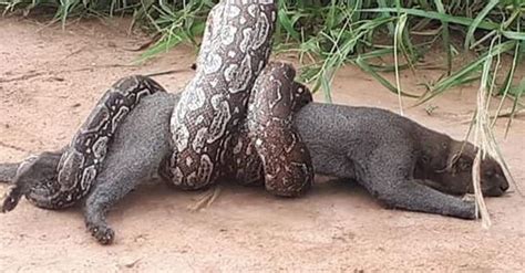 Massive Boa Caught On Film Wrapping Itself Around A Wildcat