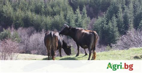 Стопани тънат в неведение къде и как ще пашуват животните им Agri Bg