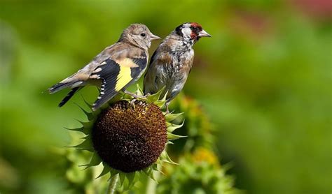 What Birds Eat Black Oil Sunflower Seeds A Detailed Answer