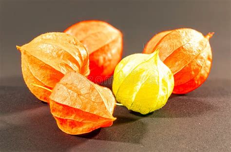 Physalis Also Called Lantern Flower Stock Image Image Of Called