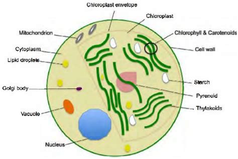 Biocomposites Using Whole Or Valuable Component Extracted Microalgae