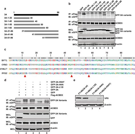The Golgi Protein Acbd3 Facilitates Enterovirus 71 Replication By
