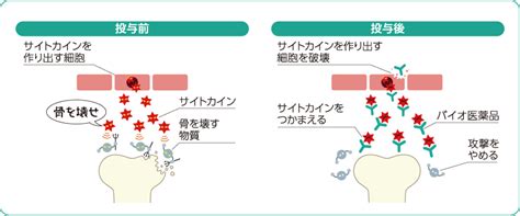 バイオ医薬品って？｜バイオシミラー情報｜あゆみ製薬