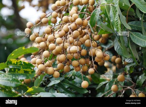 Dimocarpus Longan Longan Plant Exyb