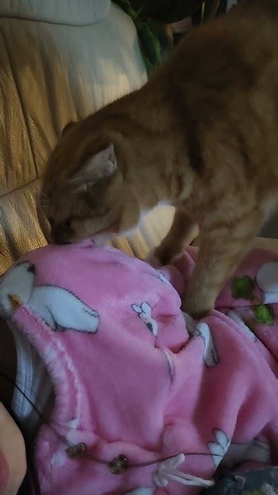 언니 수면잠옷이 너무조아요 고양이 꾹꾹이 체다 고양이공격 Youtube
