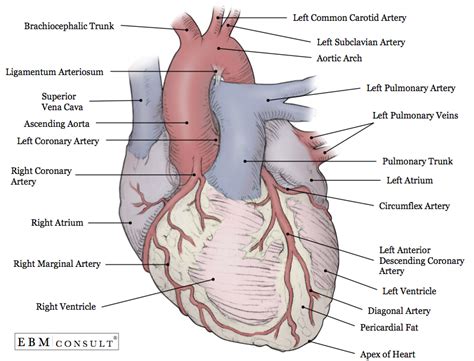 Gross Anatomy Of The Heart Posterior View