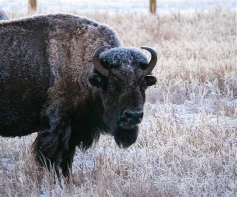 Bison Migration Psa Issued By Grand Teton National Park Unofficial