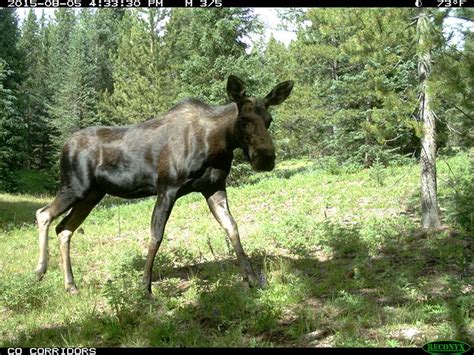 Vail Pass Summit County Safe Passages