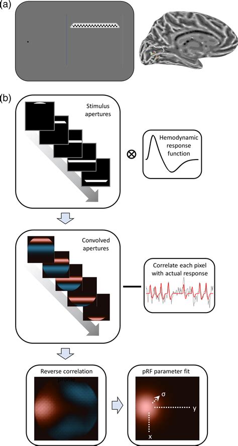 Population Receptive Field Prf Mapping At The Physiological Blind Download Scientific Diagram