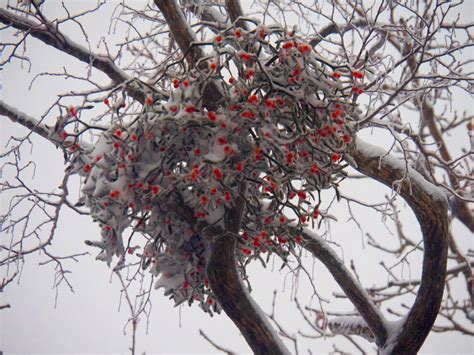 야생식물 붉은겨우살이