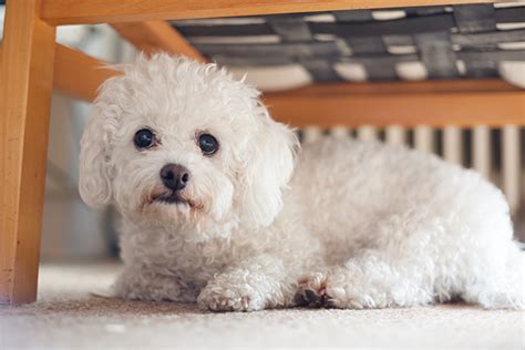 Adaptil Ajuda Cachorros Com Medo De Fogos De Artifício Blog Da Cobasi