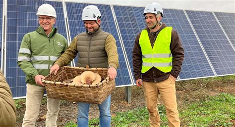 La Convivencia De Las Energ As Renovables Con El Entorno