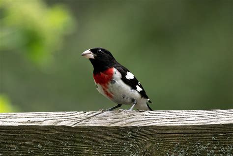 100000 Gratis Bilder Av Rose Breasted Cockatoo Og Rose Pixabay