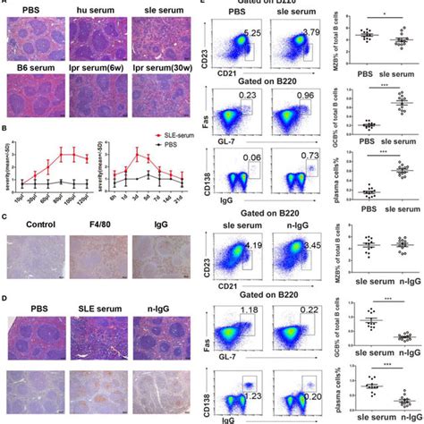 Lupus Igg Induced Splenic Red Pulp Inflammation And Gc Responses A