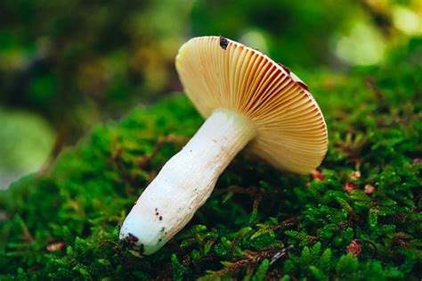 갈색 모자 식용 Russula 버섯 매크로 보기 이끼 낀 숲 배경 취 성 길 버섯 클로즈업 버섯 따기 개념 가을에 대한 스톡