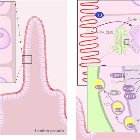 Schematic Overview Of The Cellular Processes Involved In Lipid
