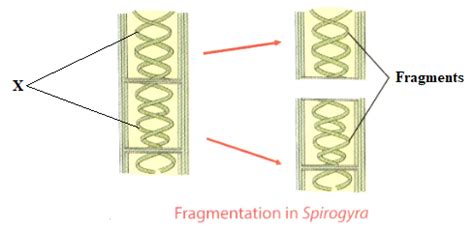 Fragmentation Diagram