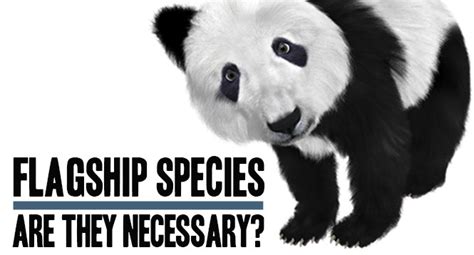 I Discuss Flagship Species And The Future Of Conservation Are They An