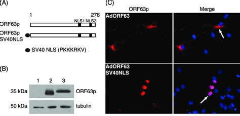 Subcellular Localization And Accumulation Of An Orf63p Sv40 Nls Fusion Download Scientific