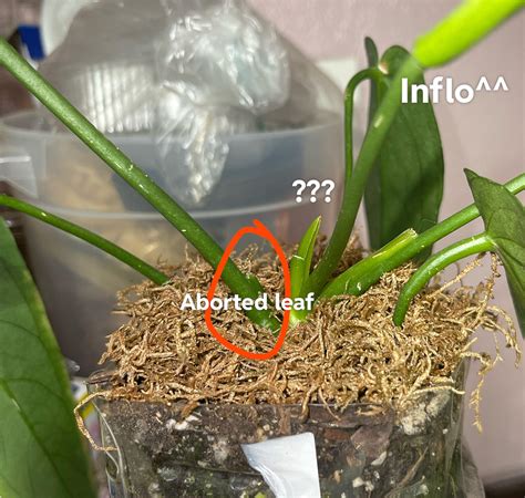 Overview For Pus0ngbabae