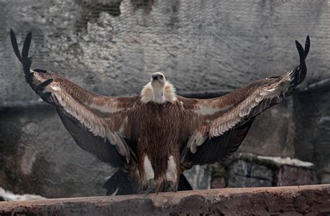 How High Can Ruppells Griffon Vulture Fly Detroit Chinatown