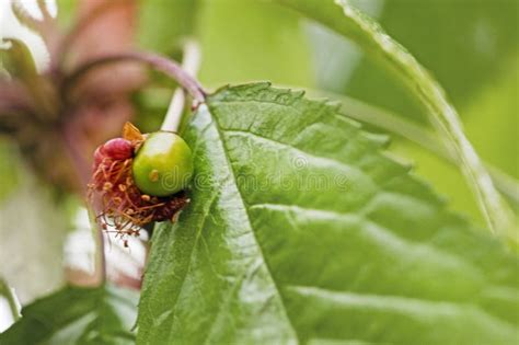 Fruit Ovary Of Early Sweet Cherry After Flowering Stock Image Image