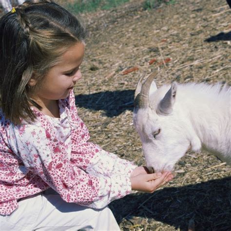 Exotic Petting Zoos In Florida Usa Today