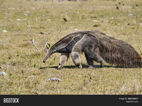 Amazon Rainforest Giant Anteater