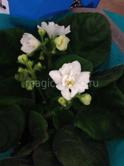 Фиалка Баллерина Бьянка купить в Москве - MAGICORCHID