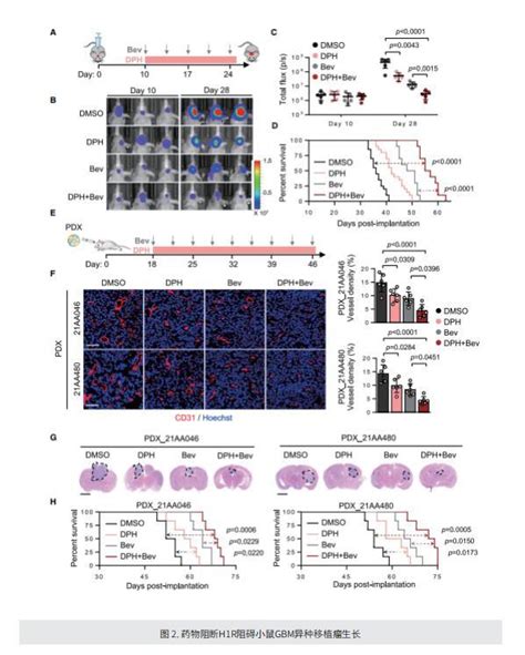 文献解读 胶质母细胞瘤干细胞特异性组胺分泌驱动促血管生成的肿瘤微环境重构 知乎