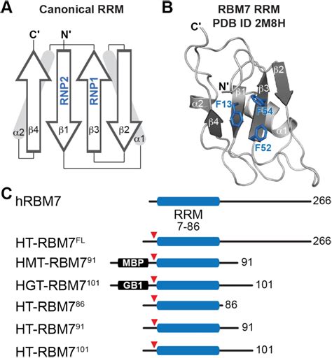 Tobacco Etch Virus Tev Protease Recognition Site Addgene Inc Bioz