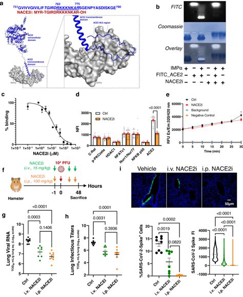 In Vivo Inhibition Of Nuclear ACE2 Translocation Protects Against SARS