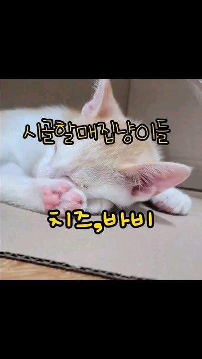 시골할매집냥이들 치즈 바비 시골고양이 잠에 취한 치즈 Youtube