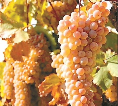 Какво трябва да се знае при избора на сорт Български Фермер