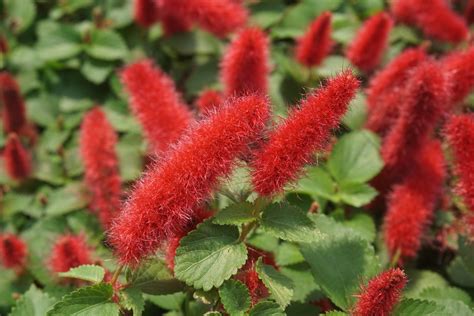 Plants That Look Like Cattails 6 Look A Like Plants Gfl Outdoors