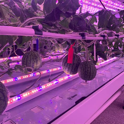 Supply Watermelon Indoor Cultivation Vertical Hydroponic Module