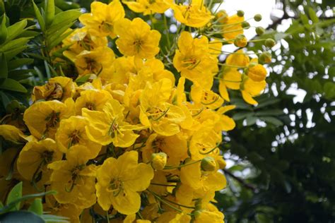 Gold Medallion Tree Cassia Leptophylla New Learning Pegasus Products